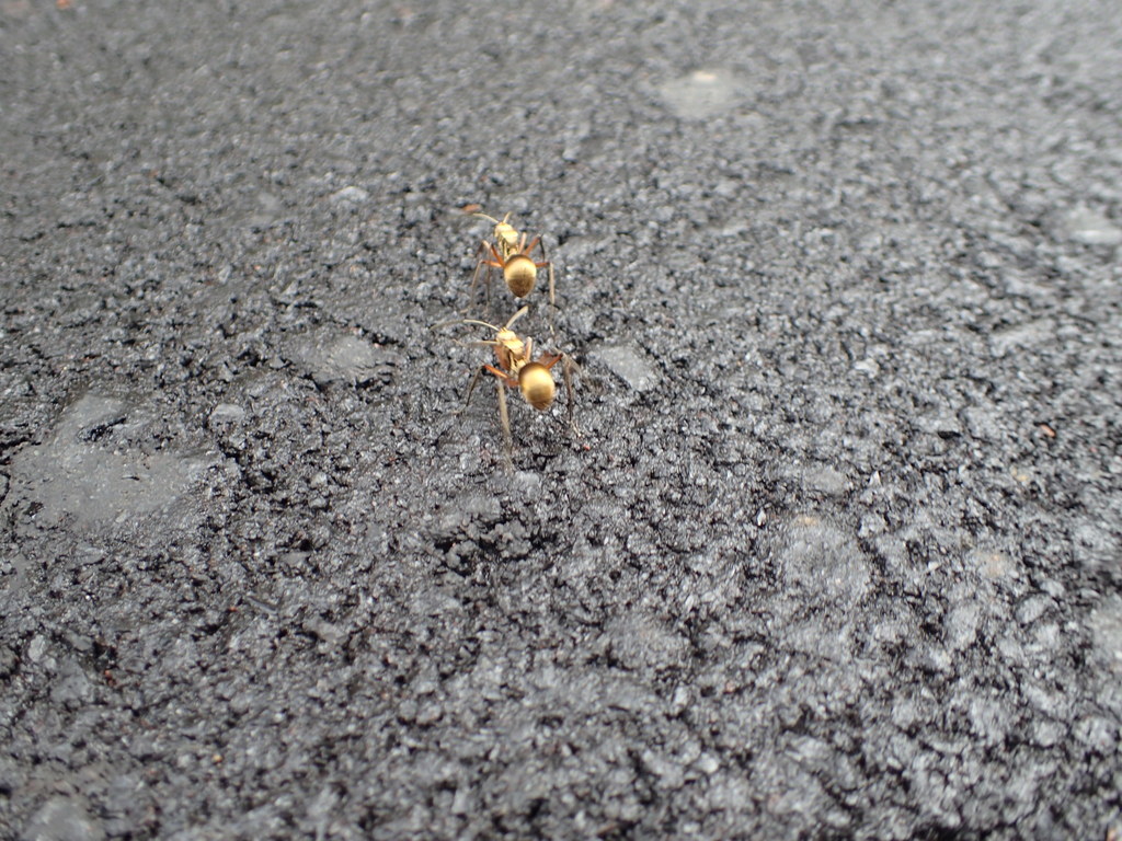 Pure Gold Spiny Sugar ant from Tomohon City, North Sulawesi, Indonesia ...