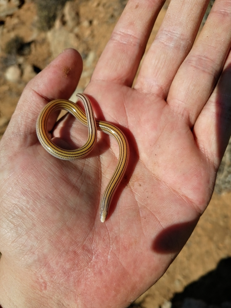 Striped Legless Skink from Karas Region, Namibia on July 9, 2021 at 02: ...
