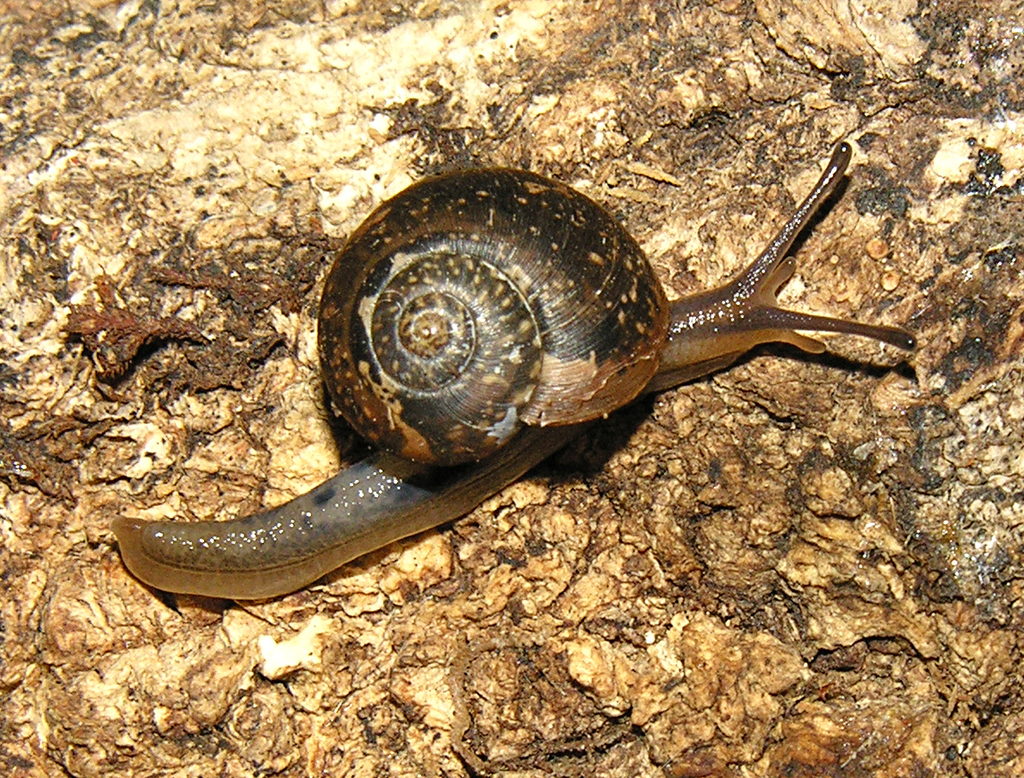 Chalcocystis aenea from Indlovu DC, South Africa on November 23, 2006 ...