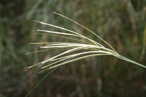 Chloris robusta · iNaturalist