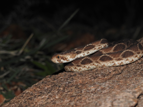 10 Facts About The Saw-Scaled Viper (India) – Snake Radar
