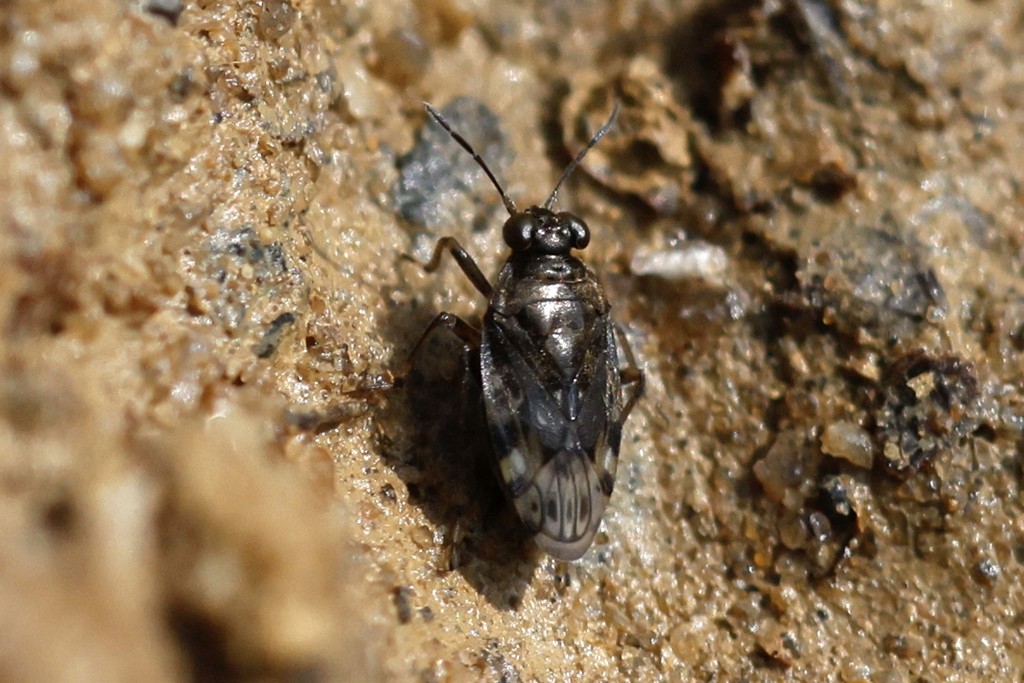 Shore bugs from Böhlen, Deutschland on July 11, 2021 at 09:26 AM by ...
