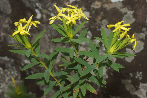 Trinerve Curryflower (Lasiosiphon triplinervis) · iNaturalist United ...