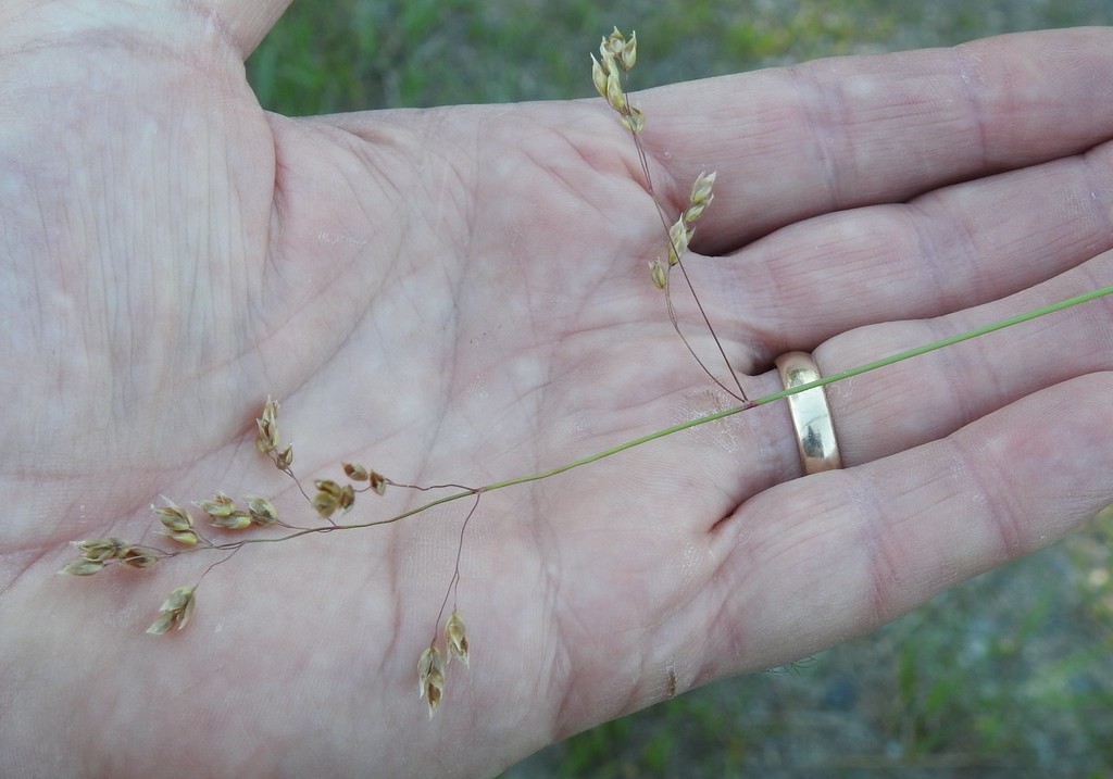 northern sweetgrass from Rainy River, Ontario, Canada on June 18, 2021 ...