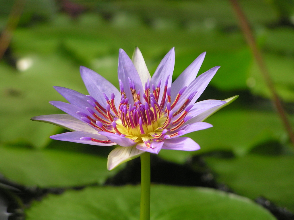 Blue Water Lily (Nymphaea nouchali caerulea) - Botanical Realm