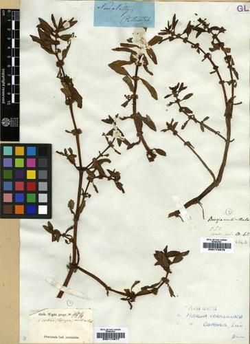 Bergia capensis · iNaturalist