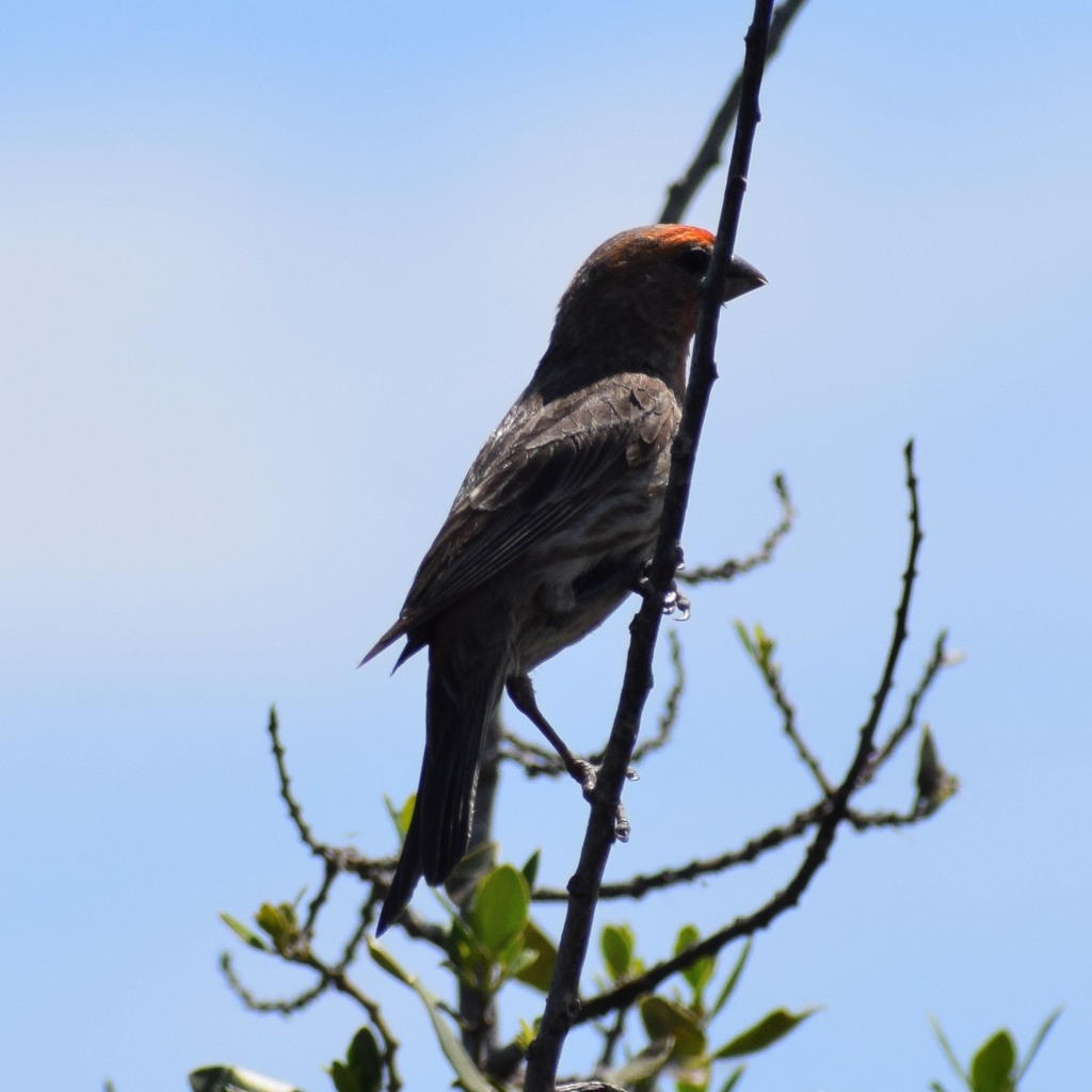 House Finch from Baylands, Santa Clara County, CA, USA on July 09, 2021 ...