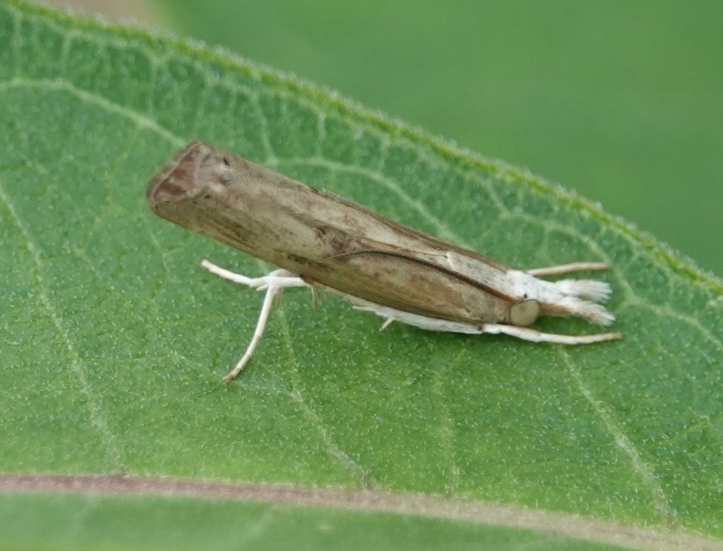 Bluegrass Webworm Moth from Greenwood Heights, Brooklyn, NY, USA on ...