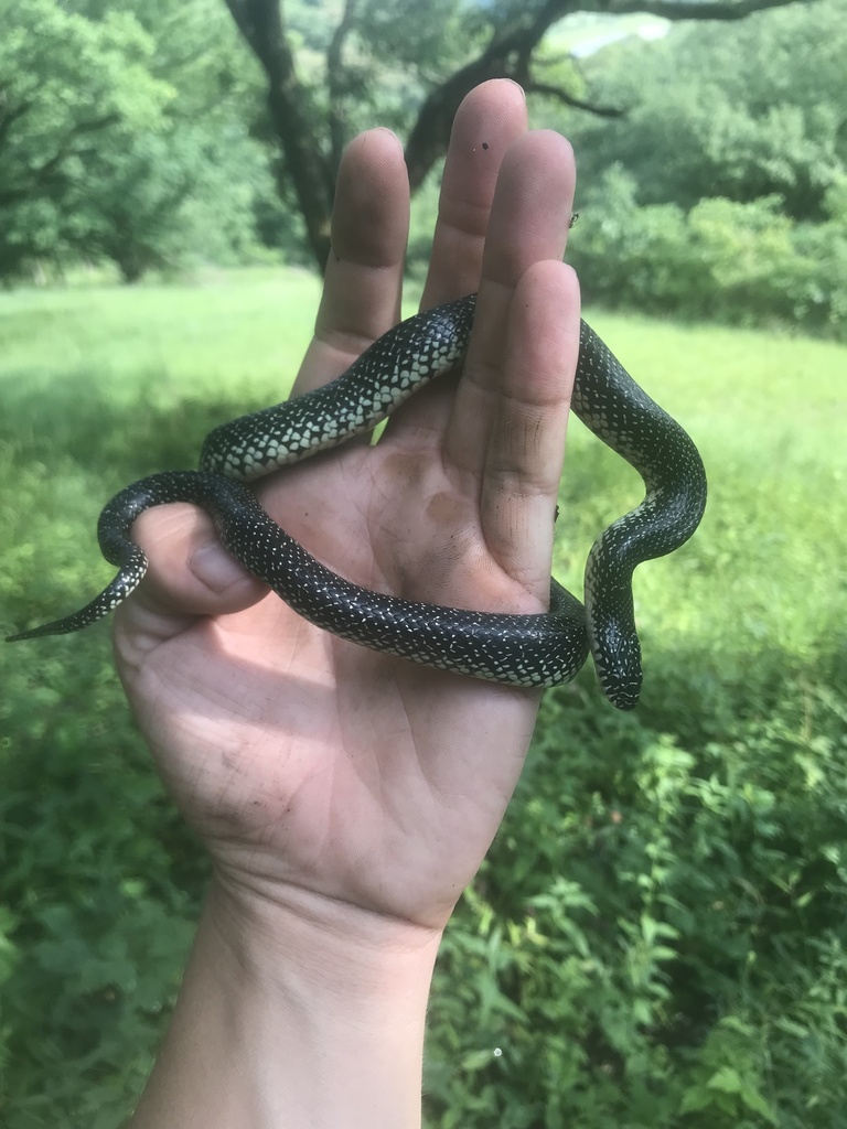 Black Kingsnake in July 2021 by Adrian Macedo. Sure looks like a ...