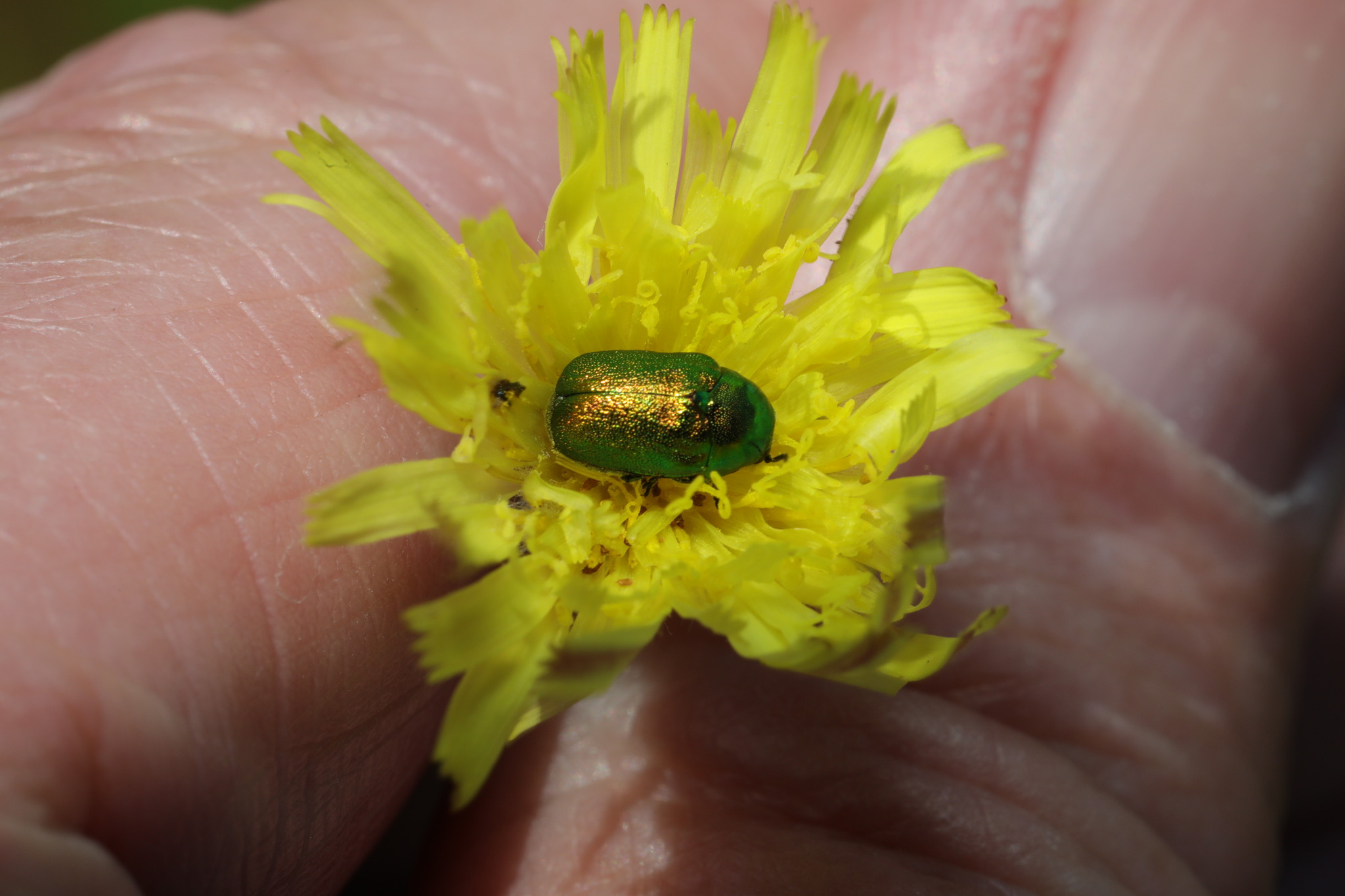 Cryptocephalus hypochoeridis (Linnaeus, 1758)