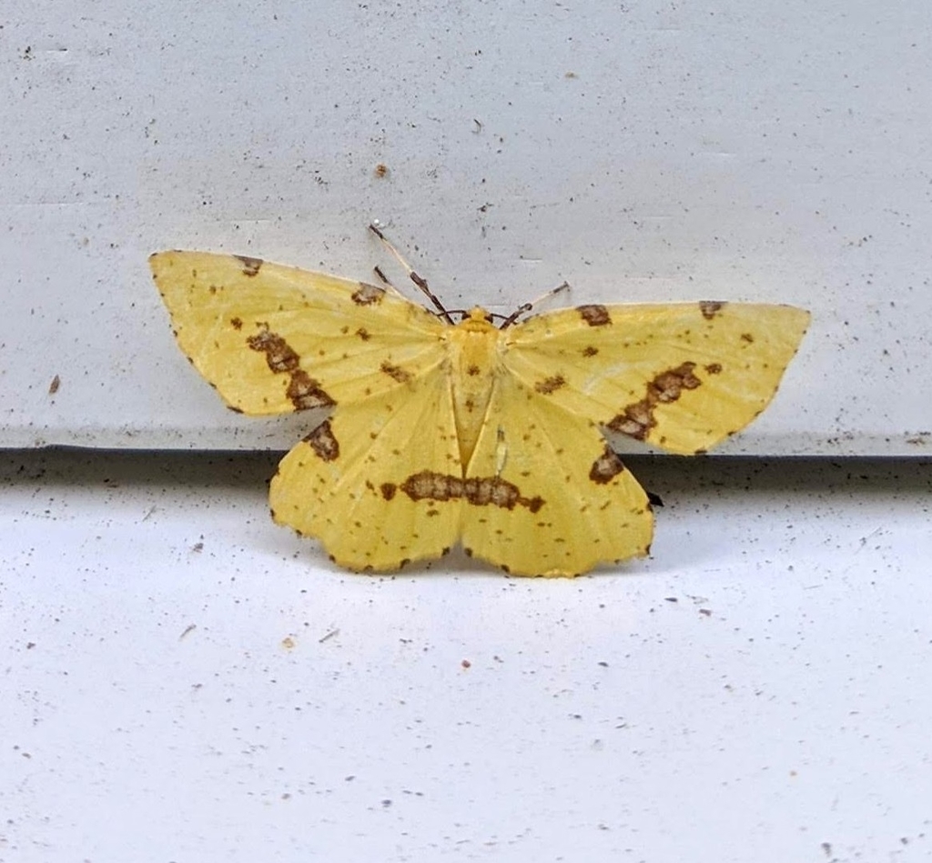 Crocus Geometer Moths from St. Mary's College of Maryland on September ...
