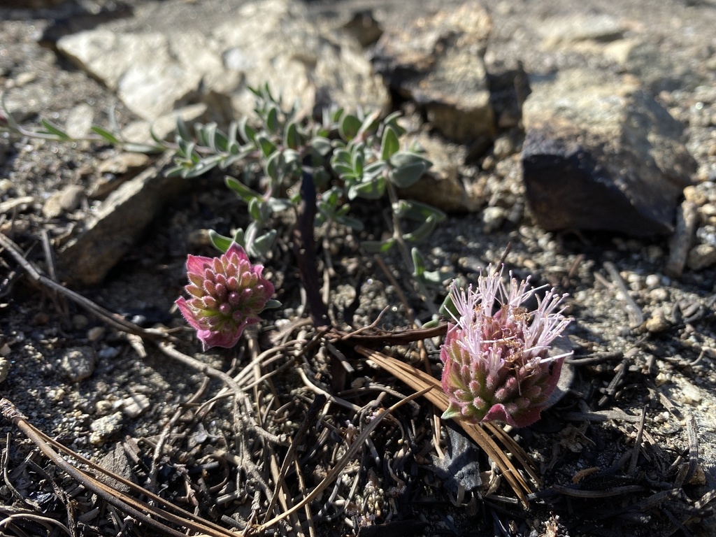 Monardella australis australis from San Bernardino National Forest ...