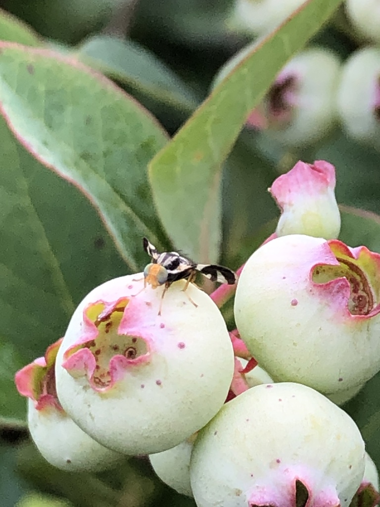 Blueberry Maggot in July 2021 by Cody S Davis. Thank you pollinator. My ...