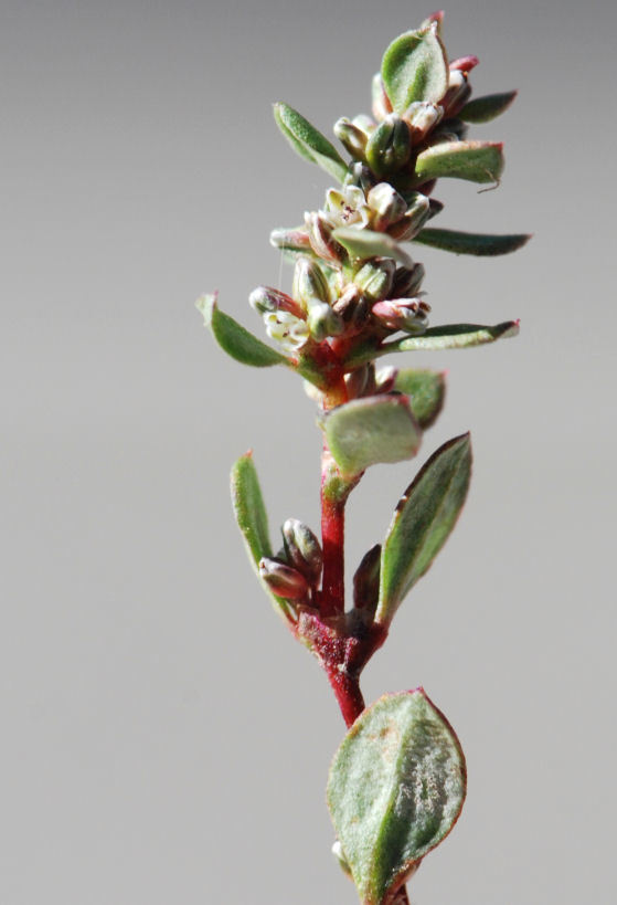 Leafy Dwarf Knotweed ((Most) Wildflowers of Sagehen Creek Basin, CA ...