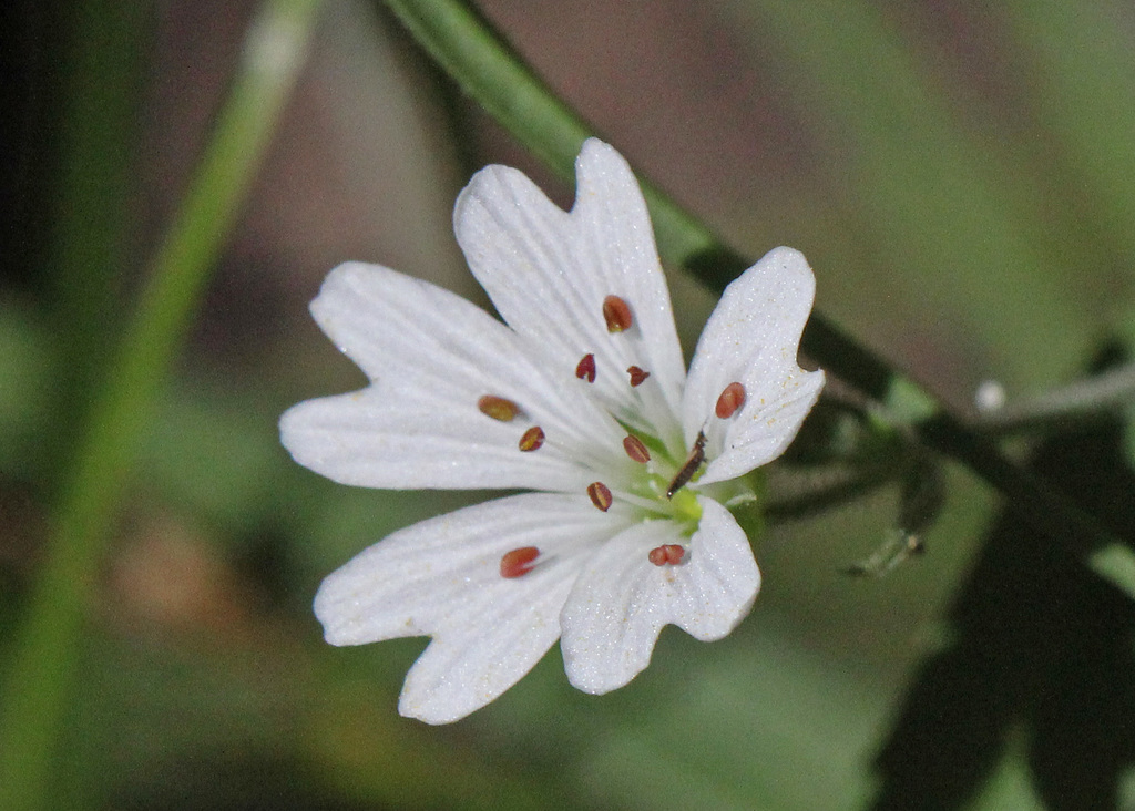 tuber starwort (Plants of Fishers Peak State Park) · iNaturalist