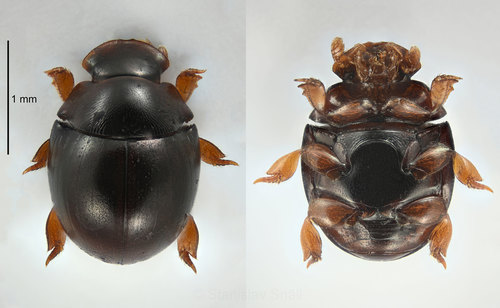 Haroldius convexus · iNaturalist