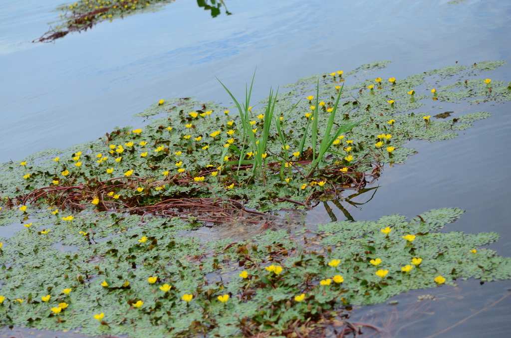 floating primrose-willow from Ciénaga de Paredes. Santander, Colombia ...