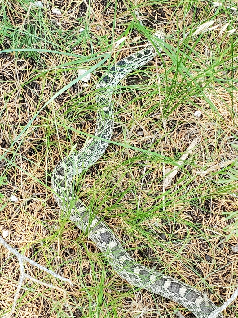 Bullsnake from Rural Ogallala, NE 69153, USA on July 11, 2021 at 01:30 ...