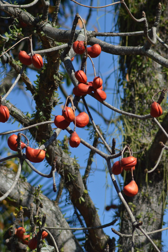 Java Olive from Flamengo, Rio de Janeiro - RJ, Brasil on July 11, 2021 ...