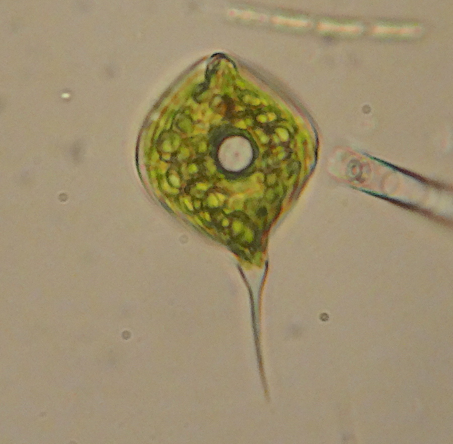 Phacus circumflexus (protozoans of the USA) · iNaturalist
