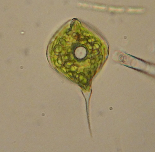 Phacus circumflexus · iNaturalist