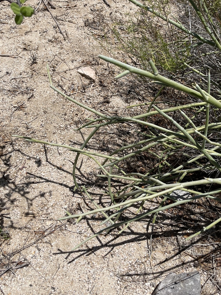 Slipper Plant in July 2021 by Glenn Ehrenberg · iNaturalist