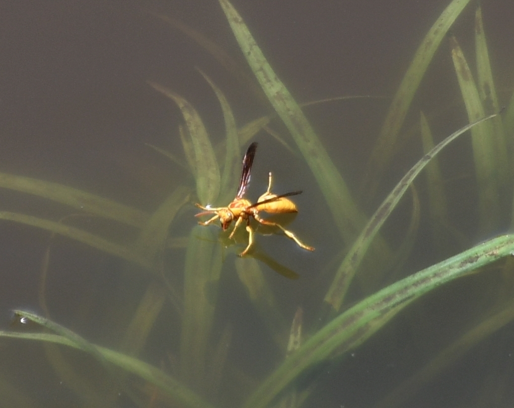Golden Paper Wasp from Pima, Arizona, United States on July 11, 2021 at ...