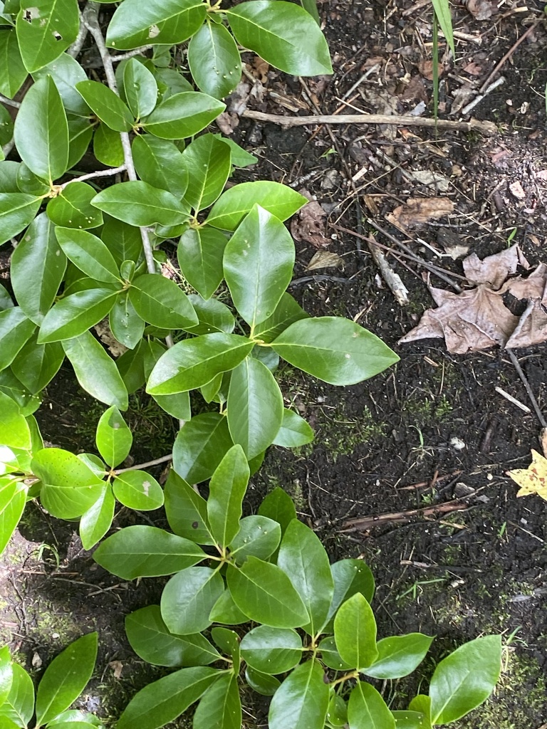 Black Tupelo in July 2021 by Robert Levy · iNaturalist