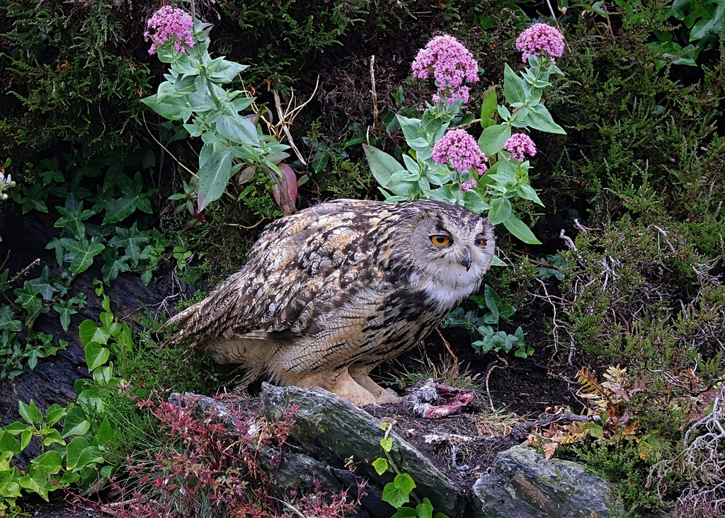 Eurasian Eagle-Owl from Porth Amlwch, Amlwch, Anglesey, Wales, UK on ...
