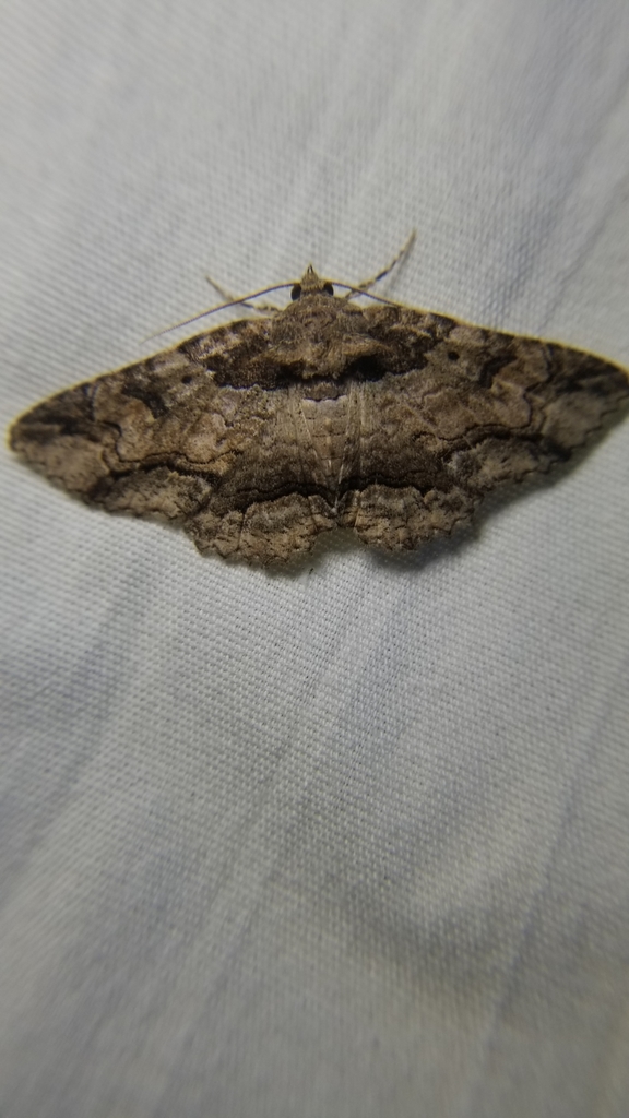 Lunate Zale Moth from Garland, TX 75044, USA on July 10, 2021 at 09:12 ...