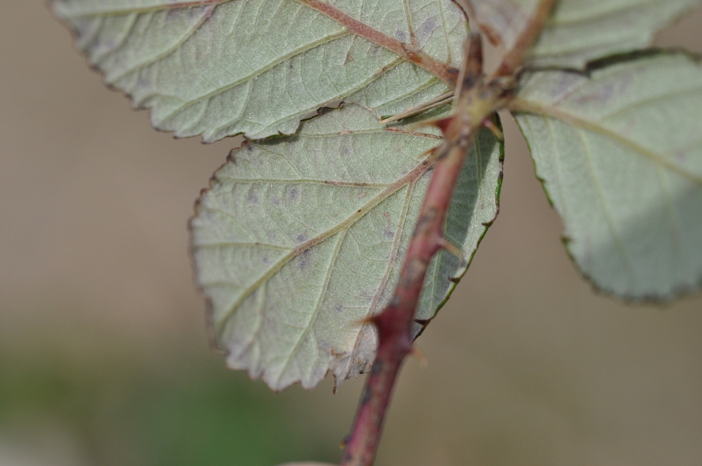 Himalayan Blackberry (Rubus bifrons) - Botanical Realm