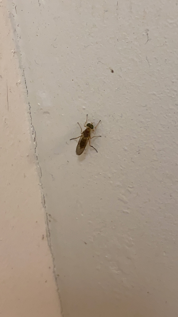 Compost Fly from Bryan Branch Rd, McLean, VA, US on July 10, 2021 at 05 ...