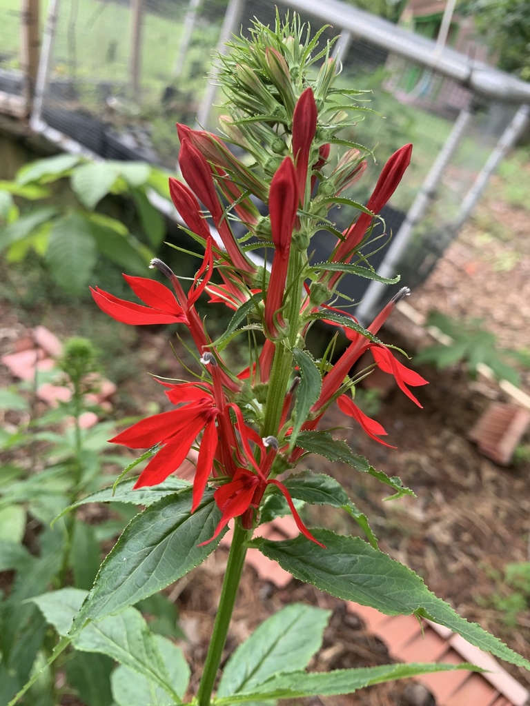 cardinal flower from Middletown, OH, US on July 11, 2021 at 04:59 PM by ...