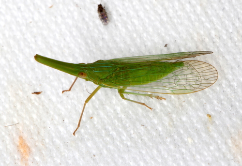 Genus Hasta · iNaturalist