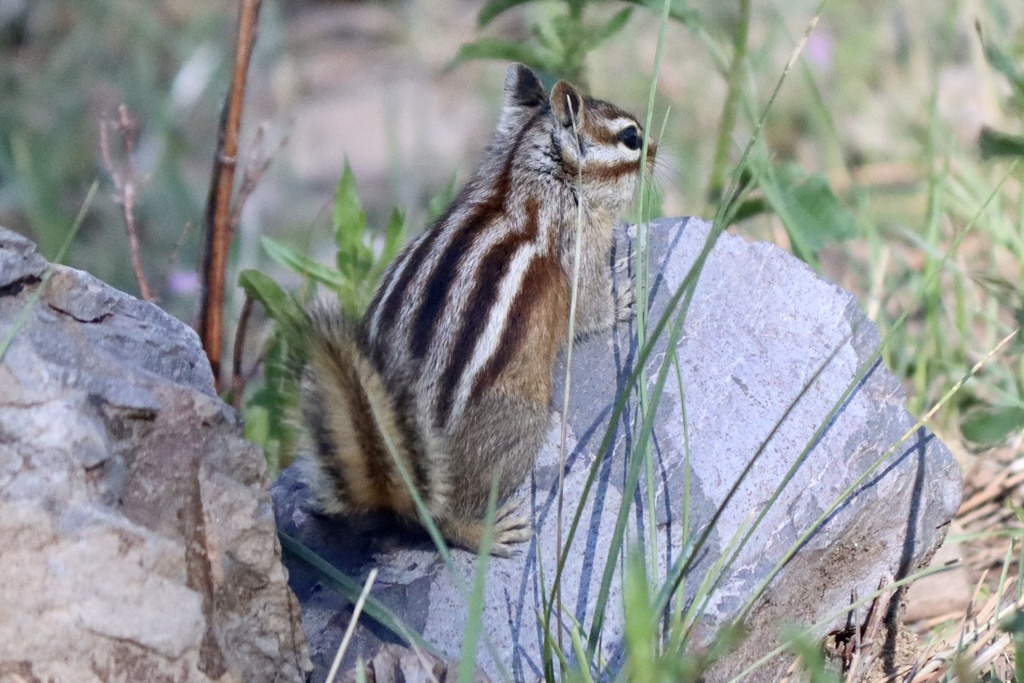 Western Chipmunks from Apache National Forest, Greer, AZ, US on July 9 ...