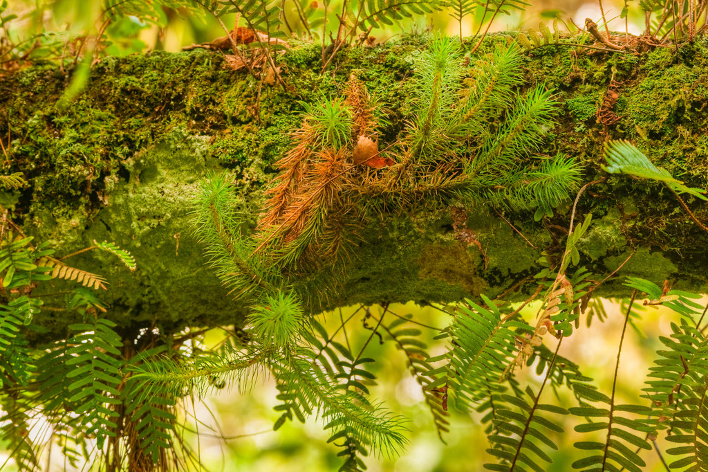 hanging clubmoss in July 2009 by Keith Bradley · iNaturalist