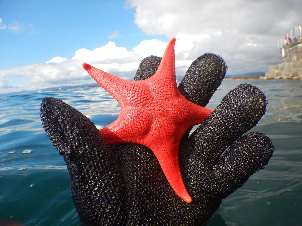 Mediaster aequalis (Echinoderms of the North Eastern Pacific (Alaska to ...