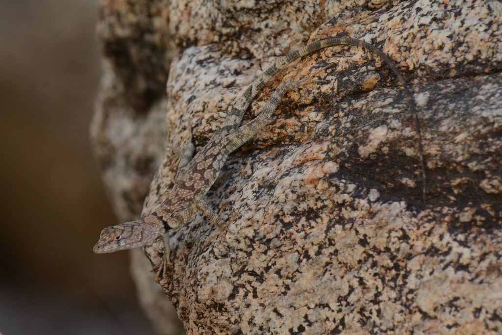 Banded Rock Lizard from San Diego County, CA, USA on July 07, 2021 at ...