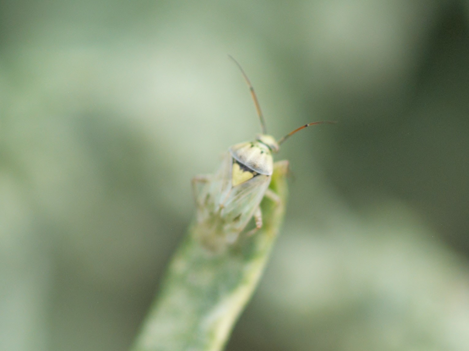 Lygus elisus Van Duzee, 1914