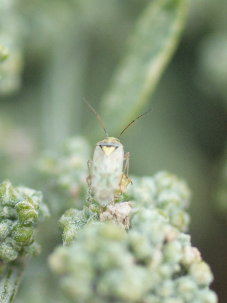 Lygus elisus Van Duzee, 1914