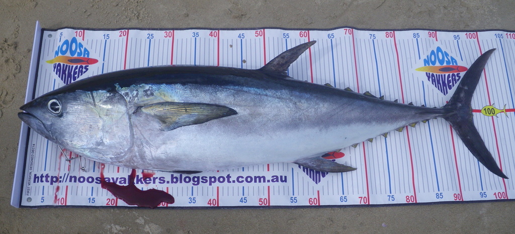 Longtail Tuna (Thunnus tonggol) - Marine Life Identification