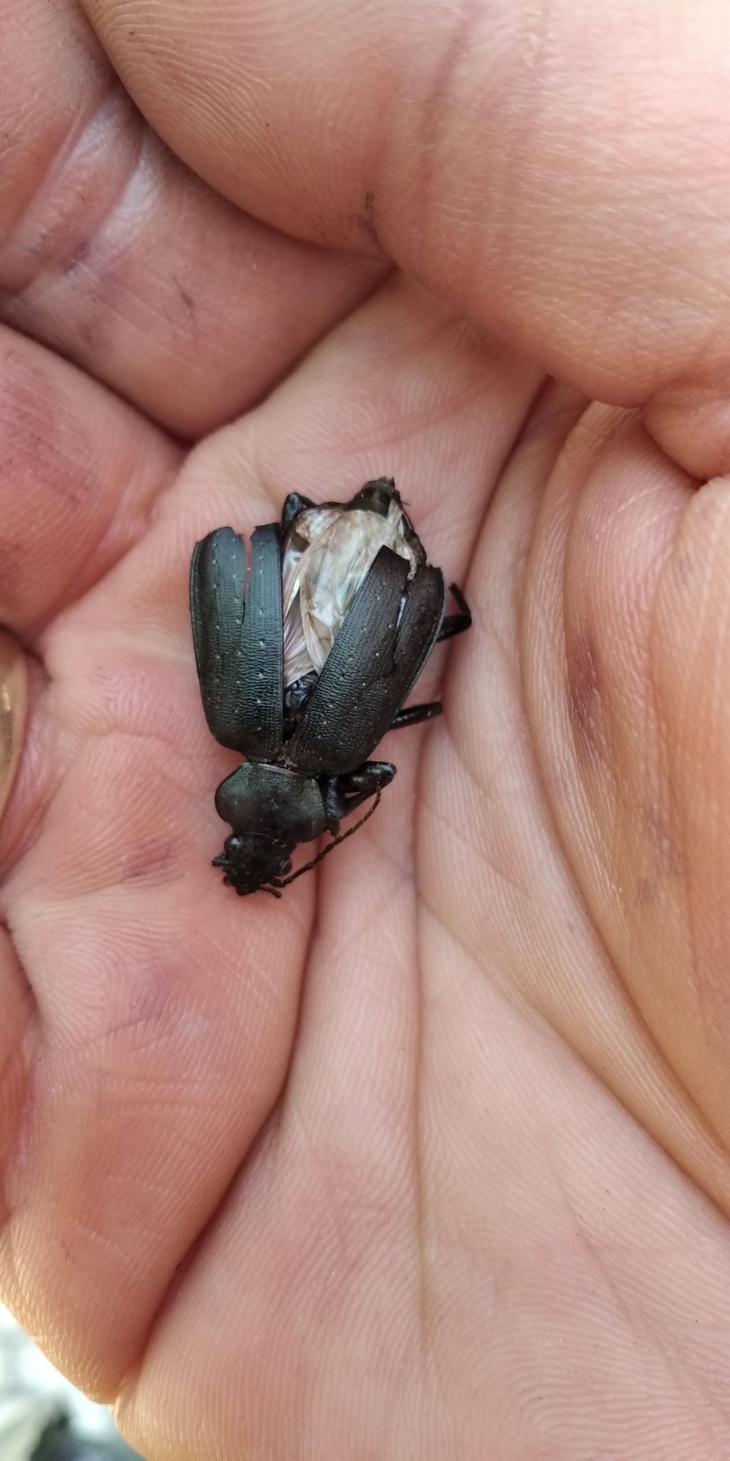 Calosoma auropunctatum (Herbst, 1784)