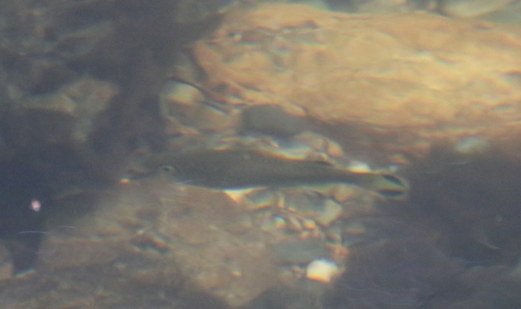 Jungle Perch from Cairns QLD, Australia on July 5, 2021 at 01:01 PM by ...