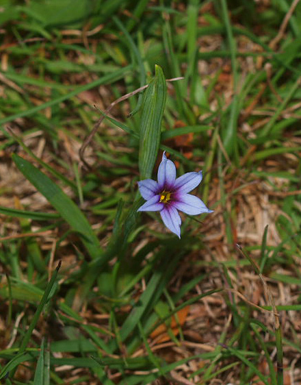 Blue Pigroot from Ohakune on December 16, 2014 by Mike Lusk. does well ...