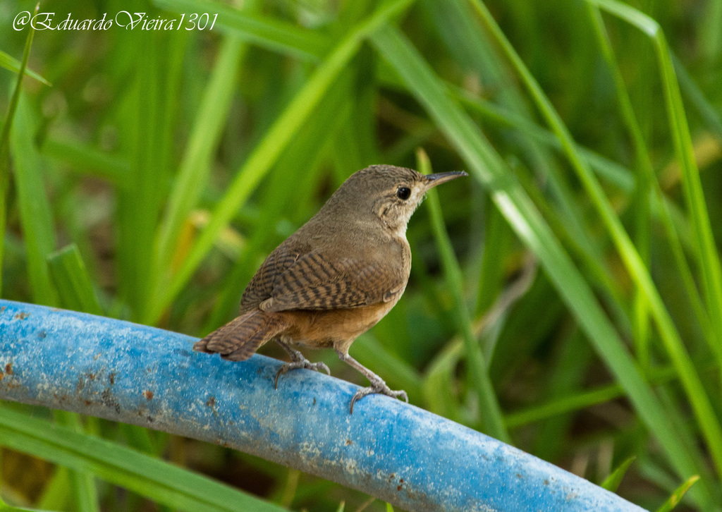 southern house wren from Catarina, Teresina - PI, Brasil on November 14 ...