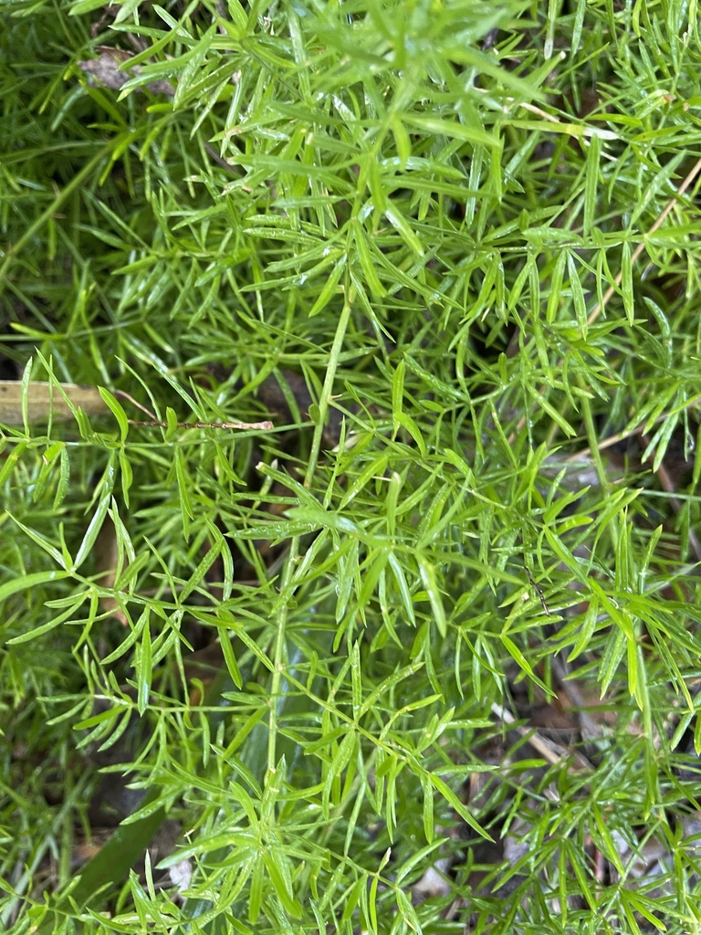 African Asparagus from Corrie Parade, Corlette, NSW, AU on July 12 ...