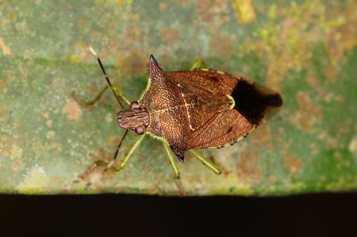 Podisus distinctus · iNaturalist