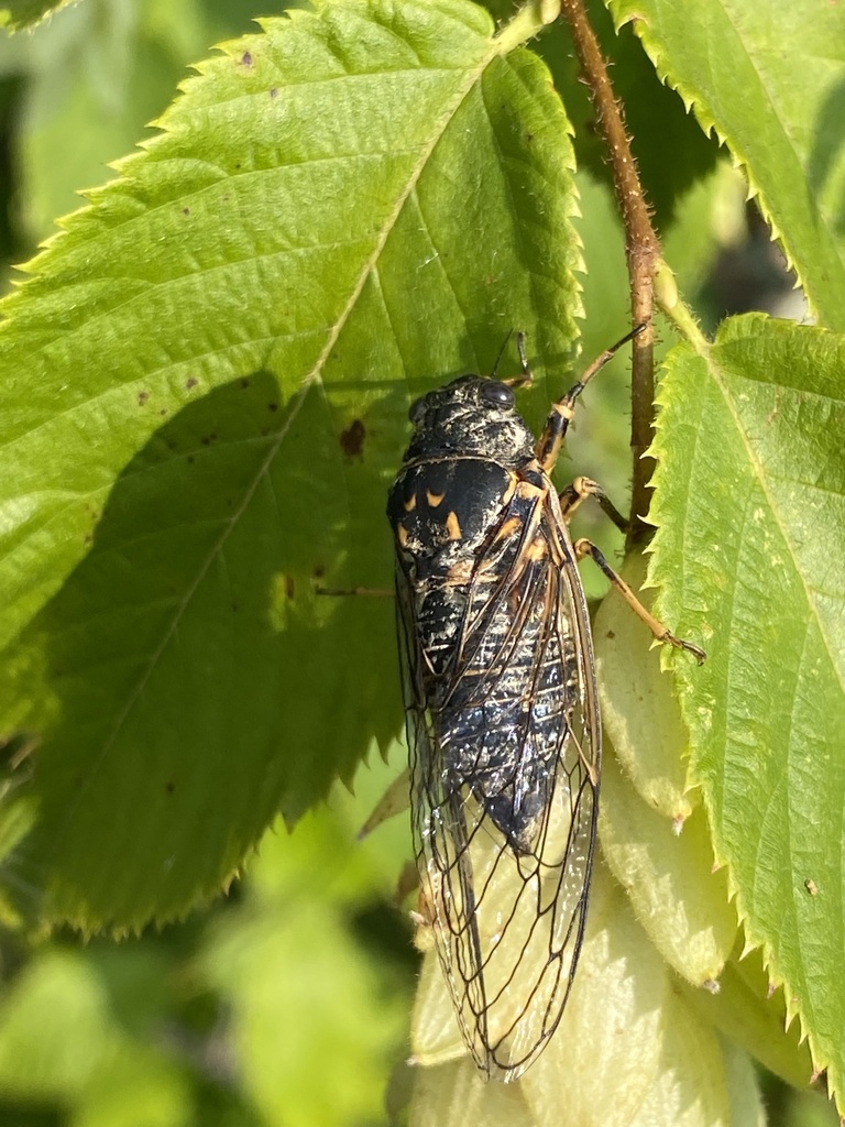 Canadian Cicada from Ottawa National Forest, Ontonagon, MI, US on July ...