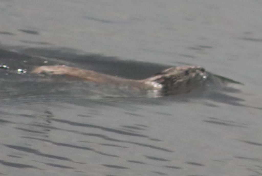 Muskrat from White Pine County, NV, USA on June 30, 2021 at 01:35 PM by ...