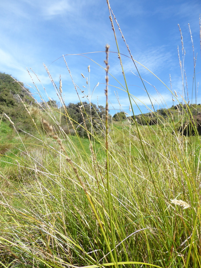 swamp sedge from Coal Creek Flat 9571, New Zealand on March 18, 2018 at ...